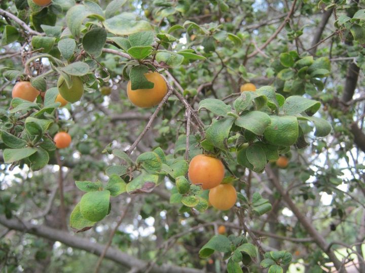 Unondlini » Incazelo ngoMnqandane\Bluebush\Monkey-plum\Monkga-nku:::