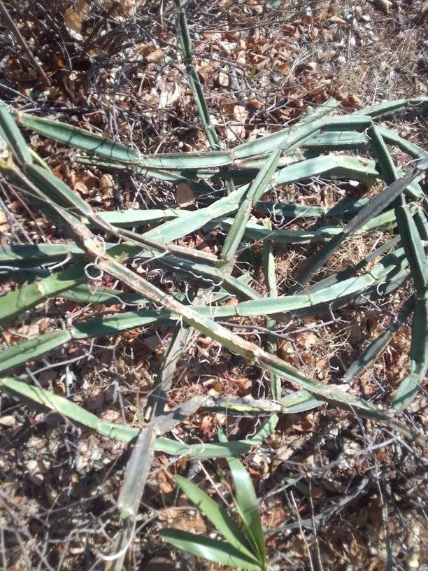 Unondlini » Incazelo ngeNhlonhlwane (INhlashwana, Cissus quadrangularis )