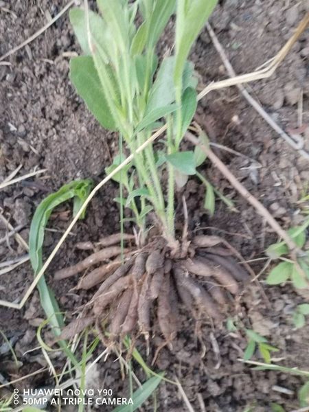 Unondlini » Incazelo ngoDlutshana (uDlutshani,Afroaster hispida)