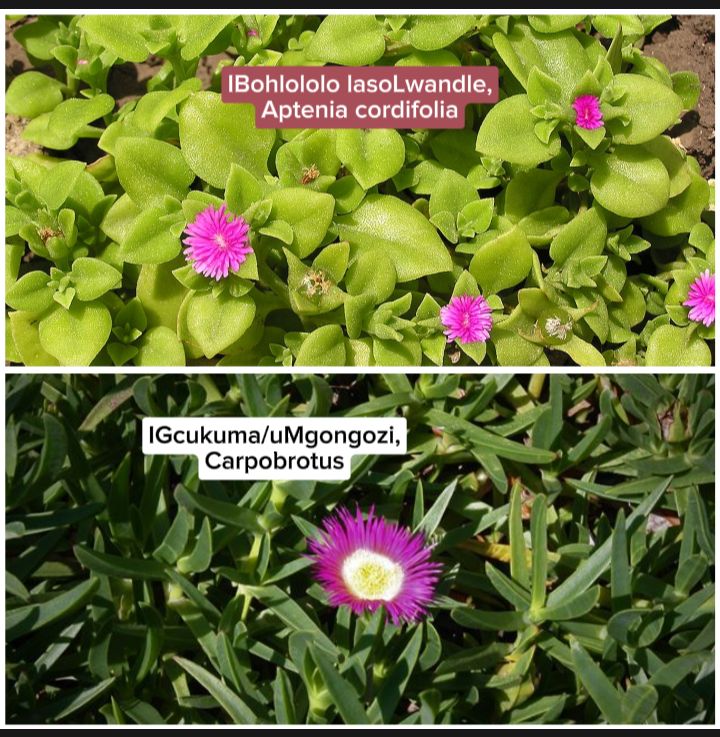 Unondlini » Incazelo ngeBohlololo lasoLwandle ( Aptenia cordifolia )