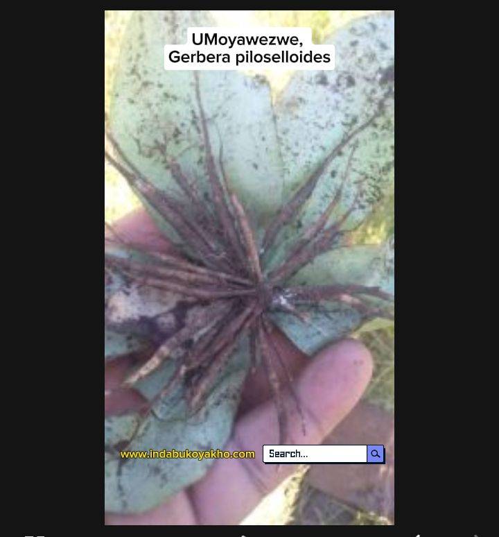 Unondlini » Incazelo ngoMoyawezwe (Gerbera piloselloides)