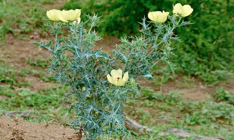 Unondlini » Incazelo ngeKhakhasi (Poppy Mexicana)