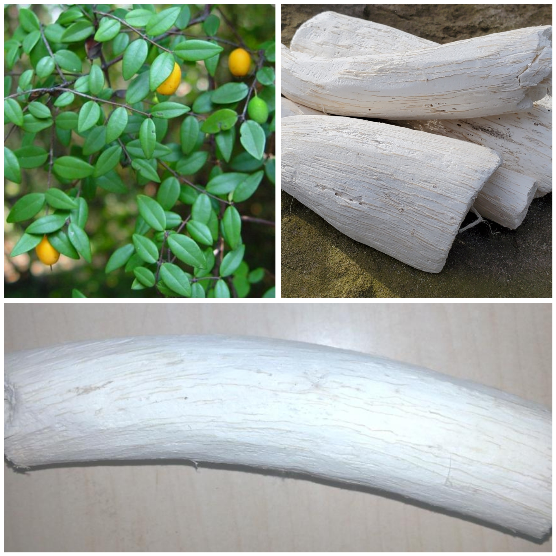 Unondlini » Incazelo ngoVumakubangoma omhlophe ( Synaptolepis kirkii )