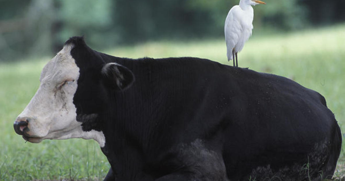 Unondlini » Incazelo ngenyoni iLanda ( Cattle egret)