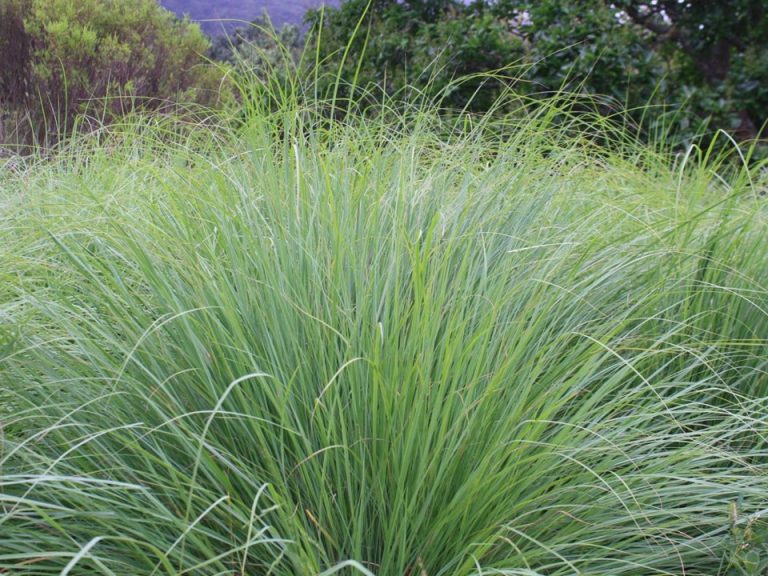 Unondlini » Incazelo ngeSiqunga(Tambootie grass)